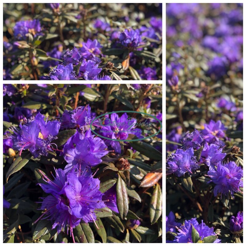 Rhododendron impeditum 'Azurika ~ ausgezeichnete Zwergsorte mit tolle ...
